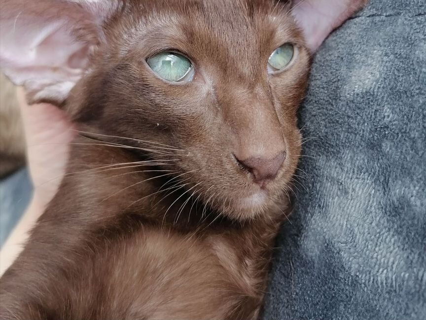 Ориентальная циннамон эбони