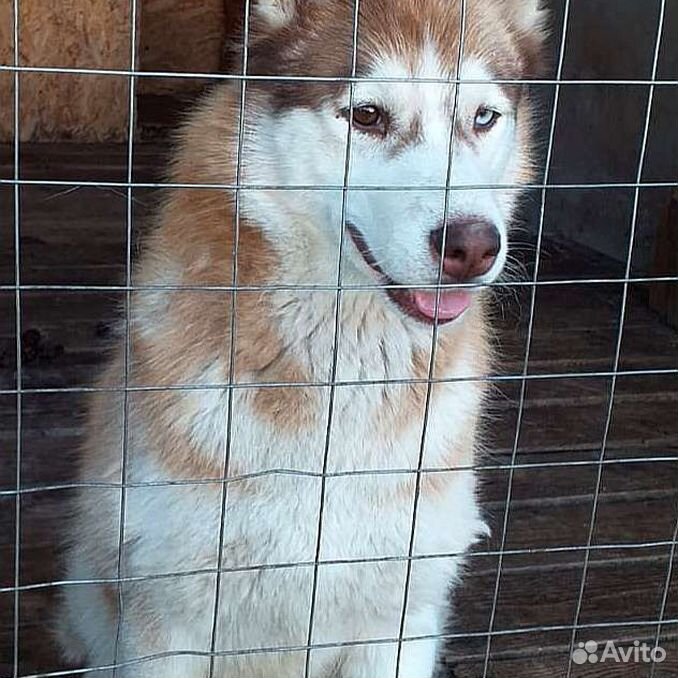 Хаски сука. Отдам в добрые руки