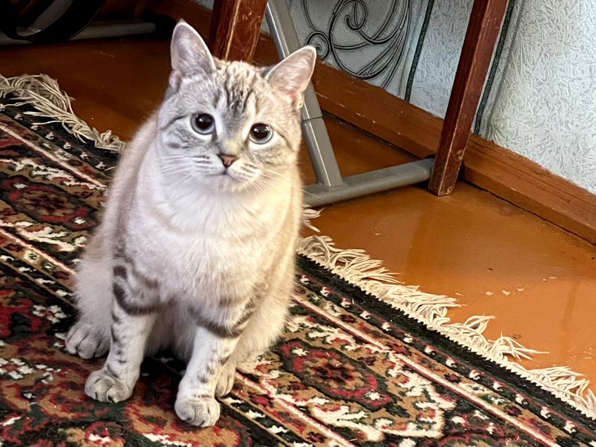 Сибирская кошка бесплатно