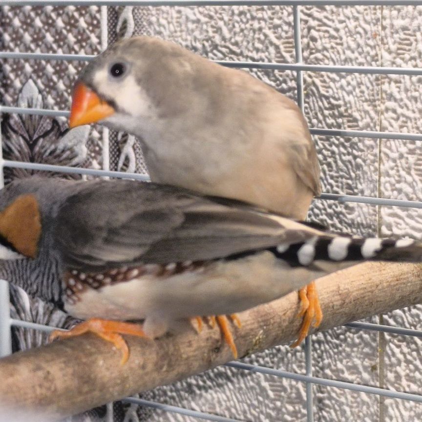 Пара зебровых амадин