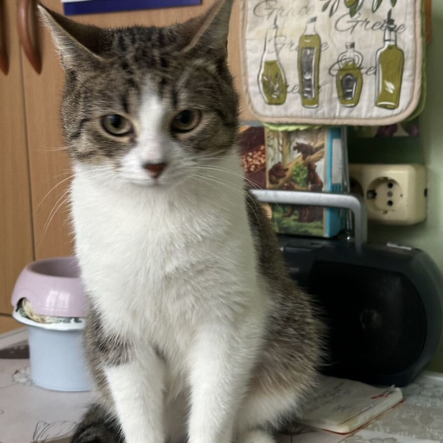 Котик Мейсон ищет родителей