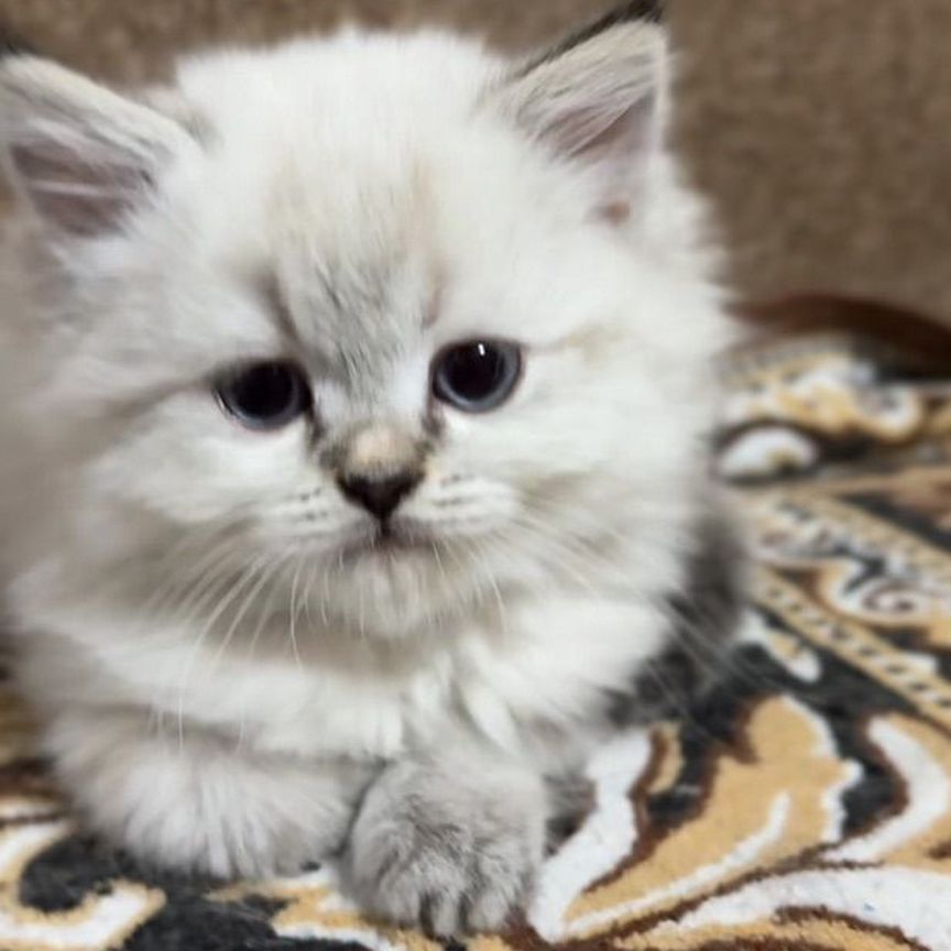 Шотландские вислоухие котята колорпойнт
