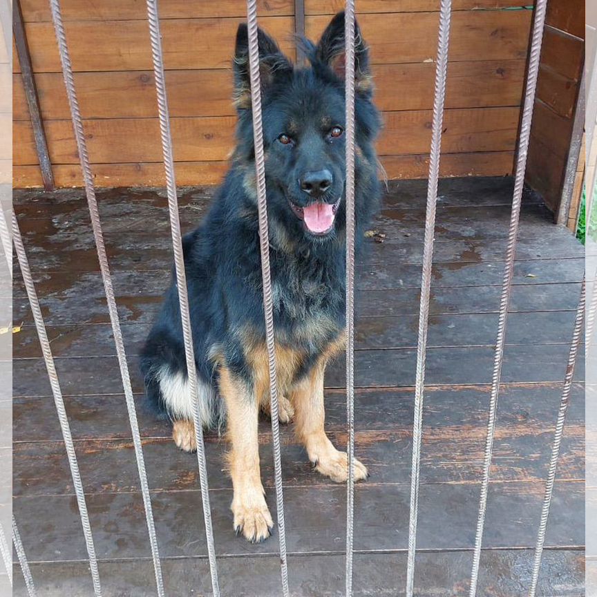 Немецкая овчарка