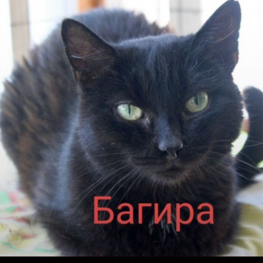 Взрослая, Девочка кошка в добрые руки