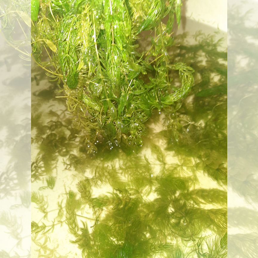 Водоросли для аквариума, растение роголистник