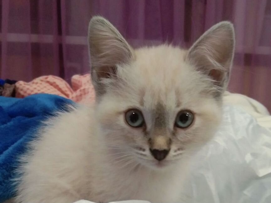 Сиамская кошечка ищет дом