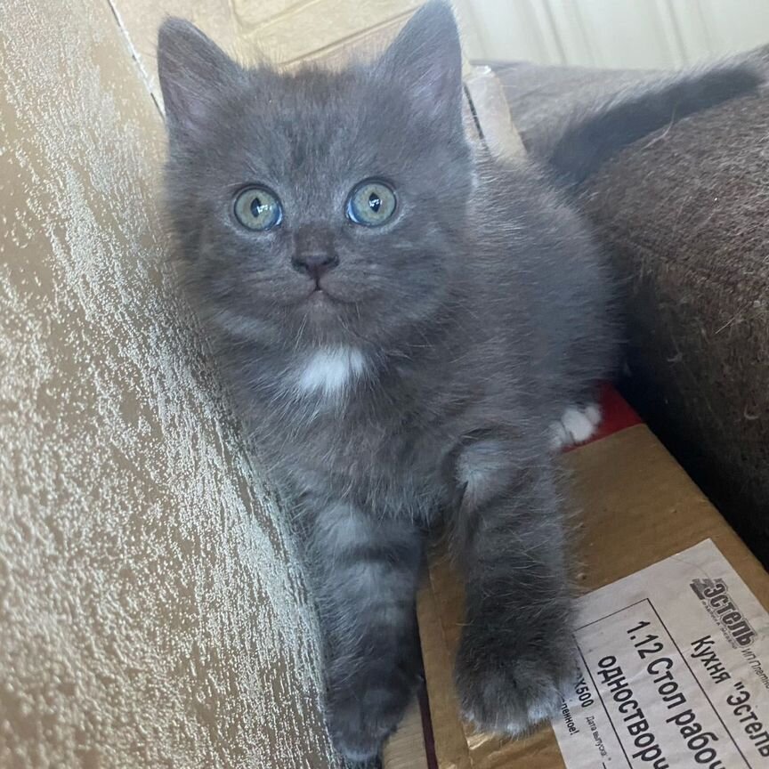 Котёнок в добрые руки