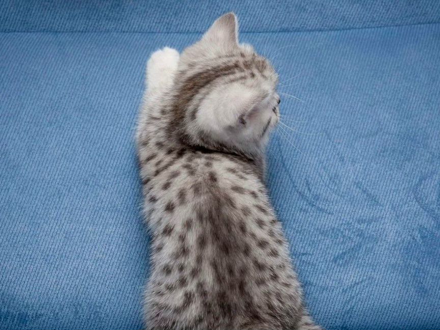 Британский котик классный с прививкой