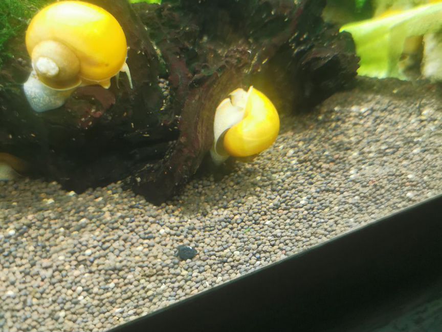 Улитки ампулярии