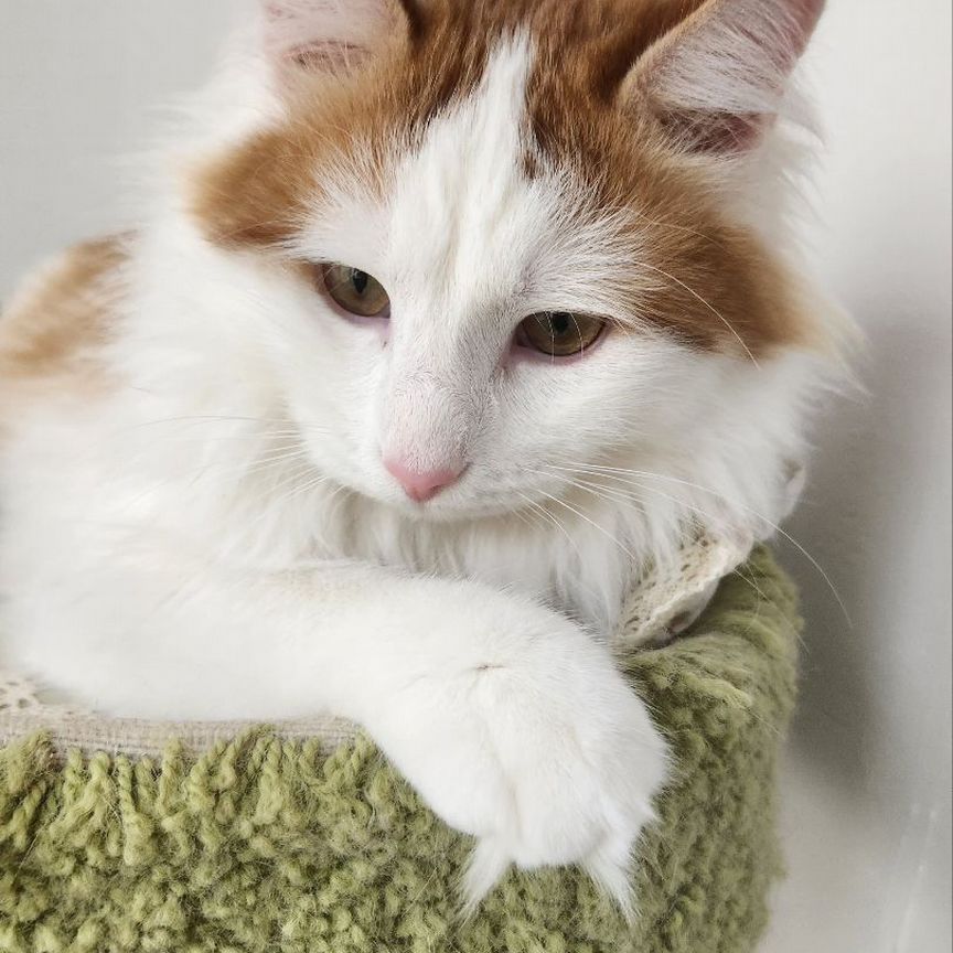 Кот в добрые руки