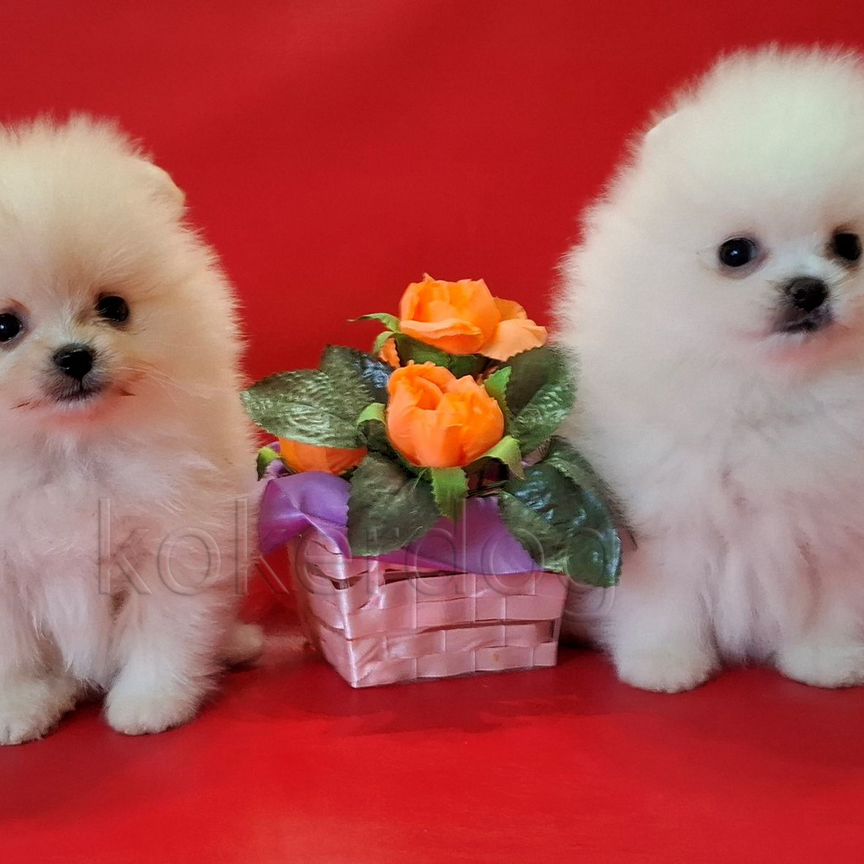 Померанский шпиц, щенок