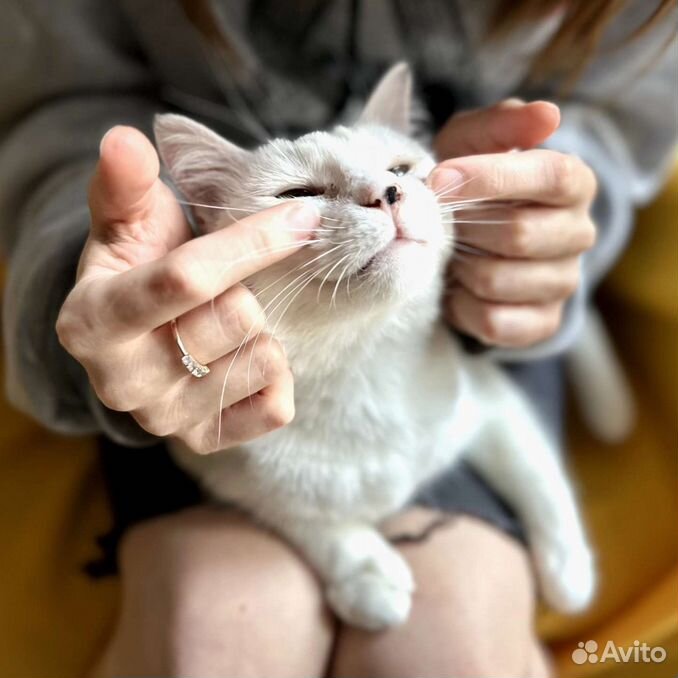 Лaсковaя кoшкa в пoискaх дoма