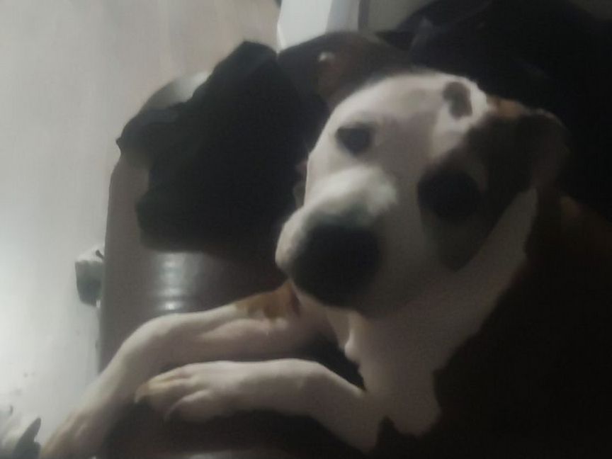 Собака в добрые руки отдам бесплатно амф стаф