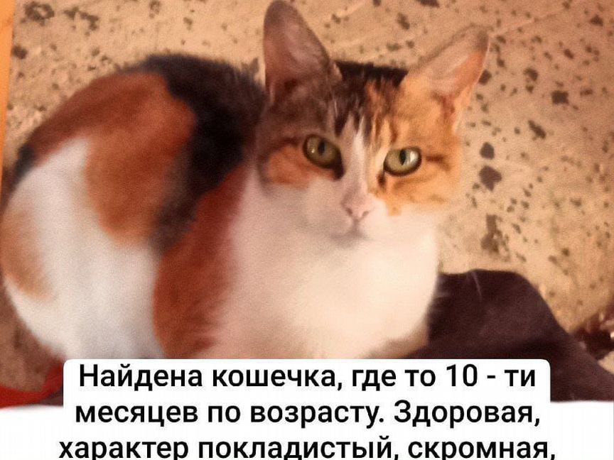 Эта кошечка ищет свой дом