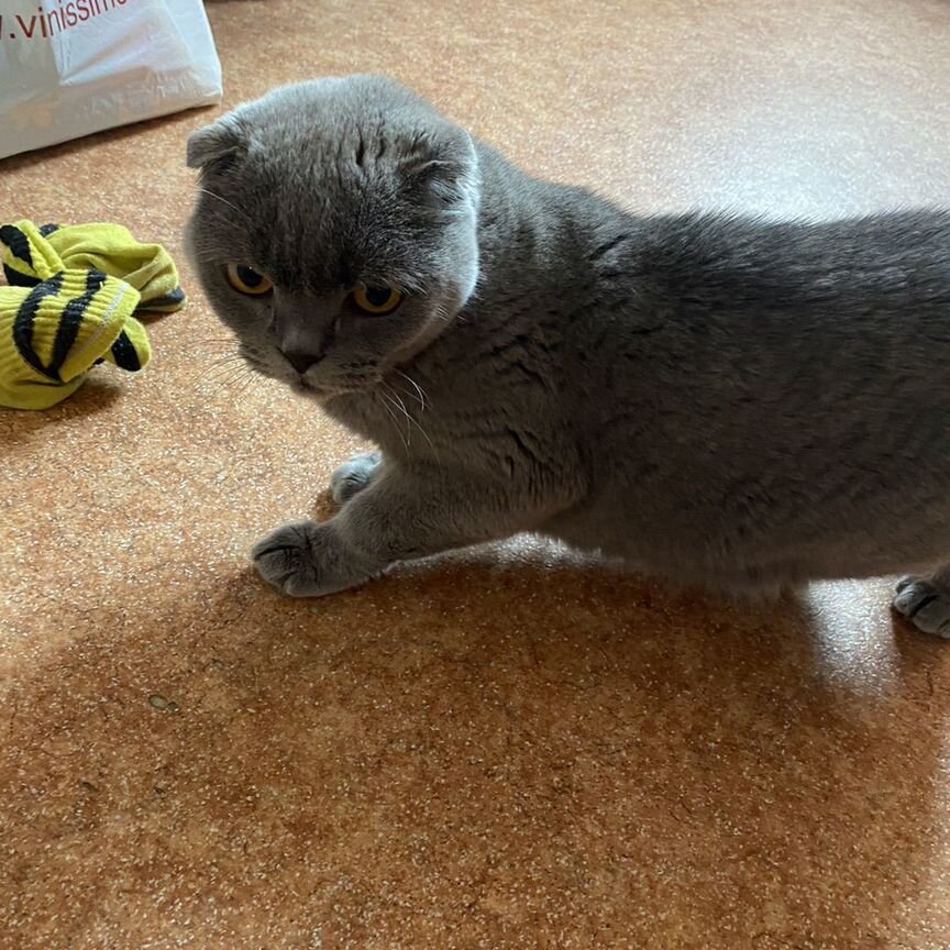 Кошка шотландская