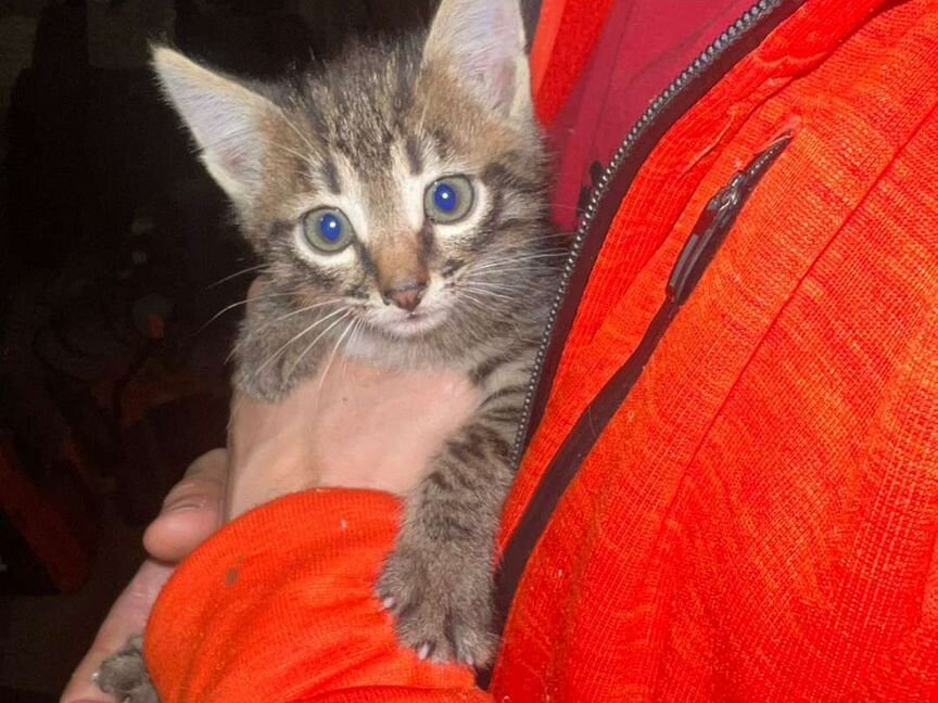 Котенок в дар бесплатно в добрые руки