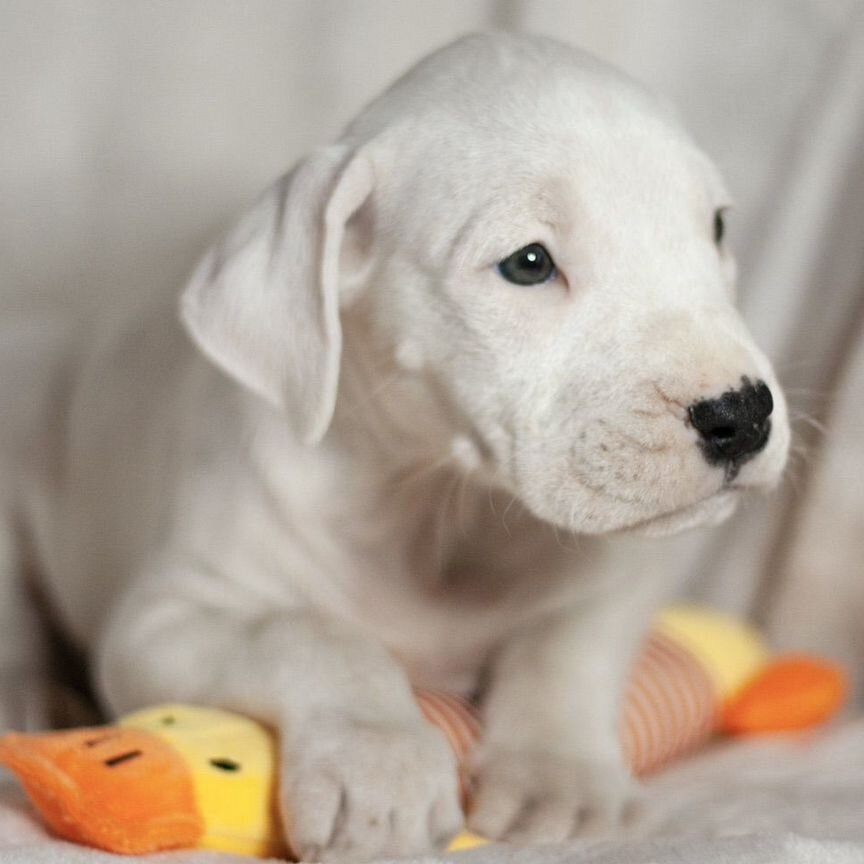 Аргентинский дог щенки