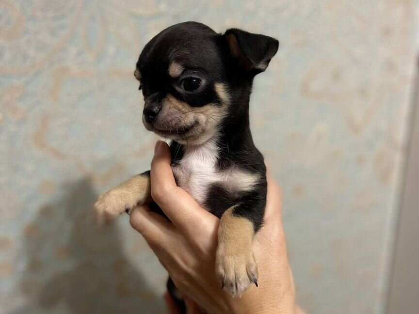 Чихуахуа мальчик-красавчик