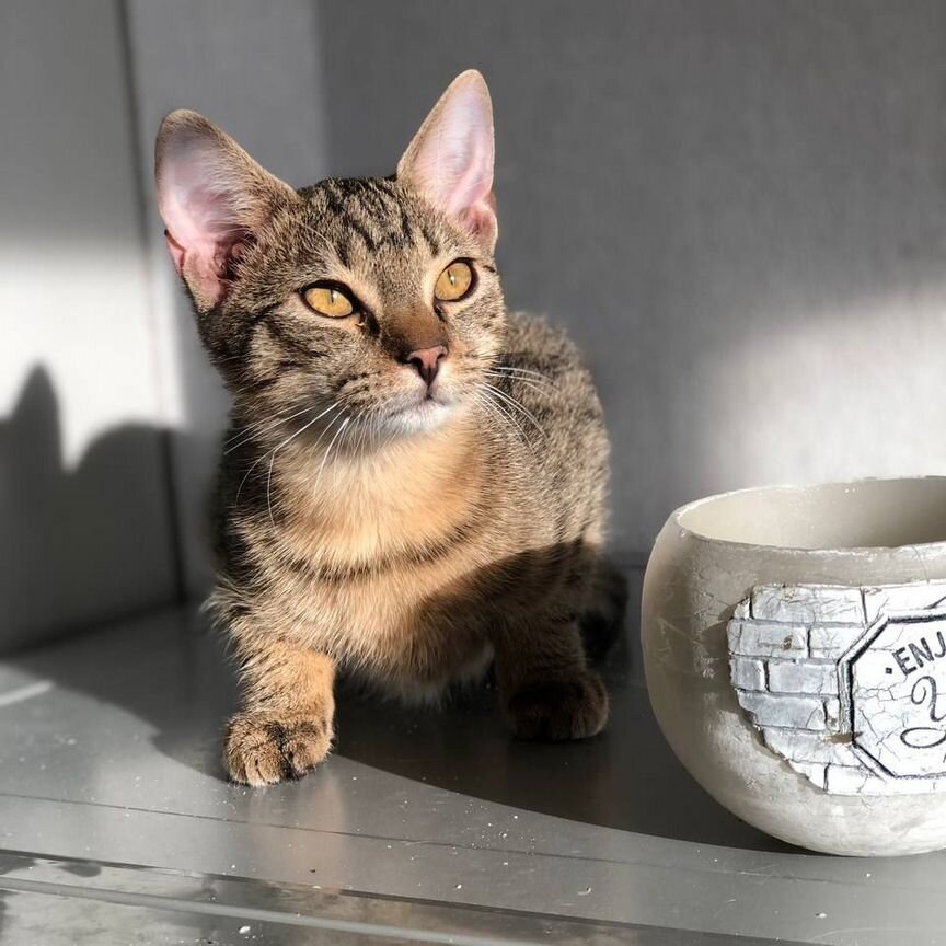 Луис 6 месяцев