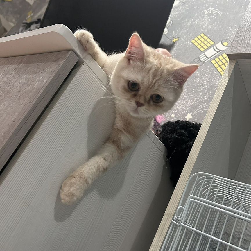 Шотландский кот на вязку