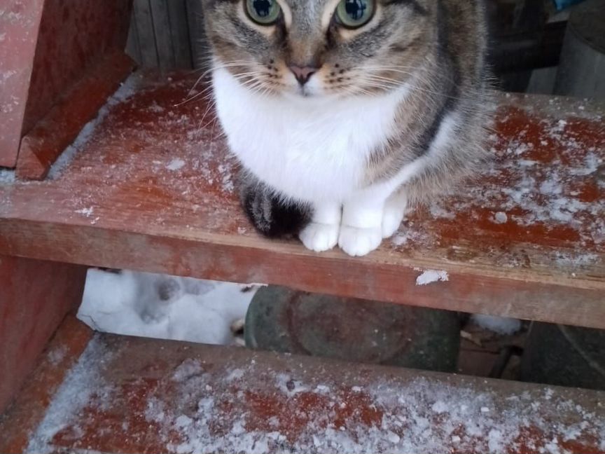 Молоденькая кошка отдам