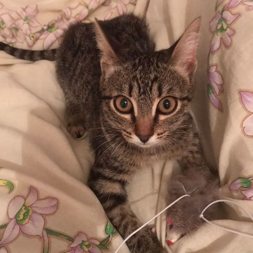 Котенок в добрые руки