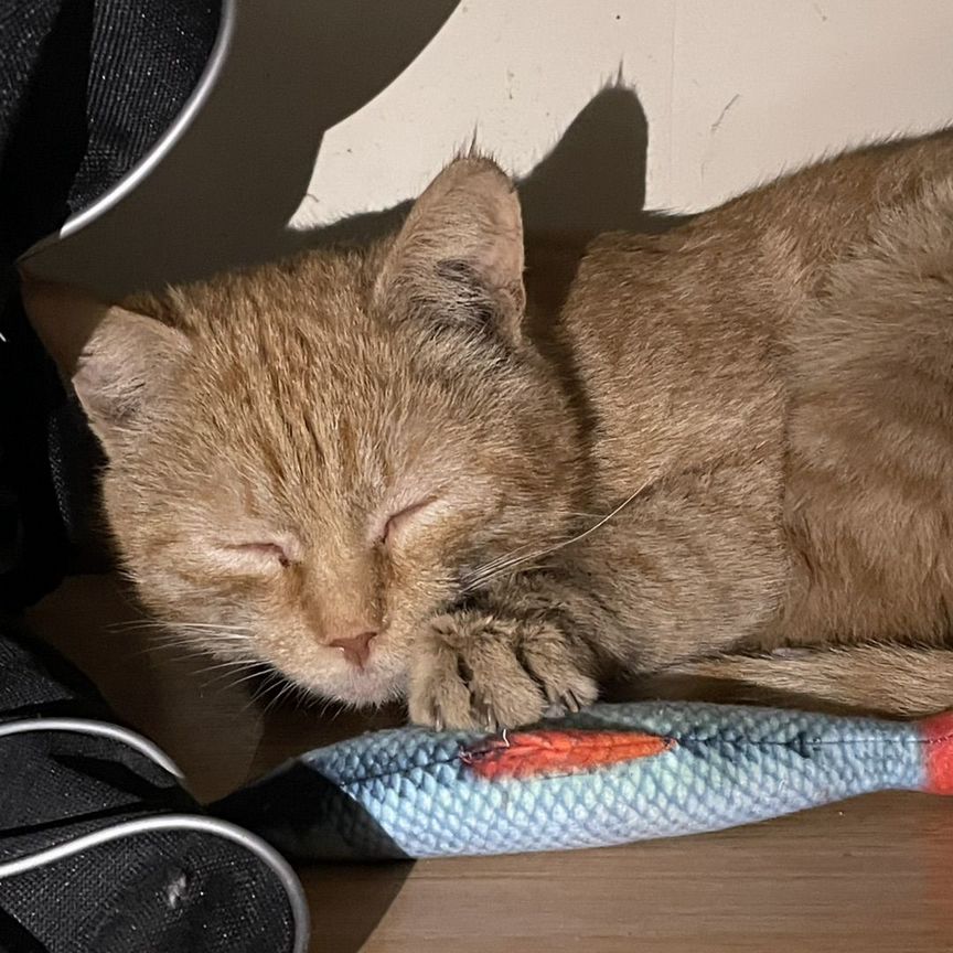Рыжий котик в добрые руки