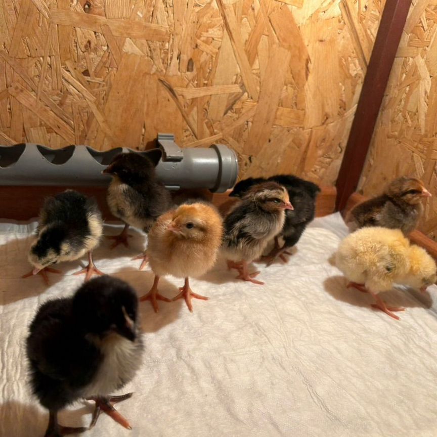 Цыплята несушек