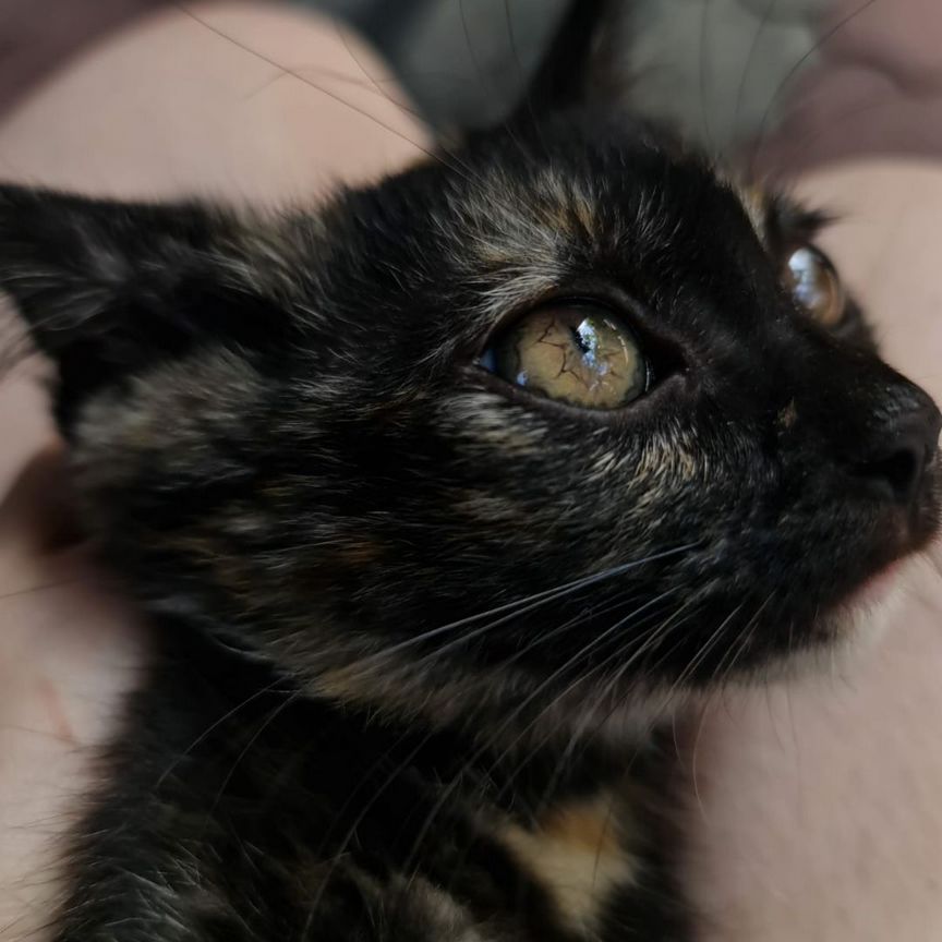 Котенок в добрые руки