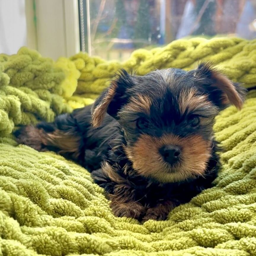 Йоркширский терьер щенки