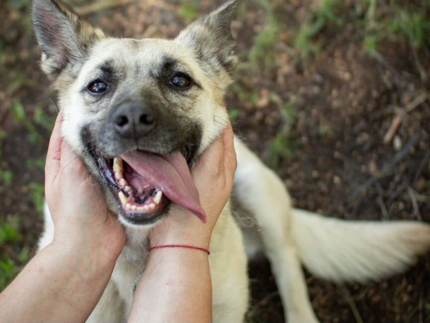 Чудесная девочка ищет дом