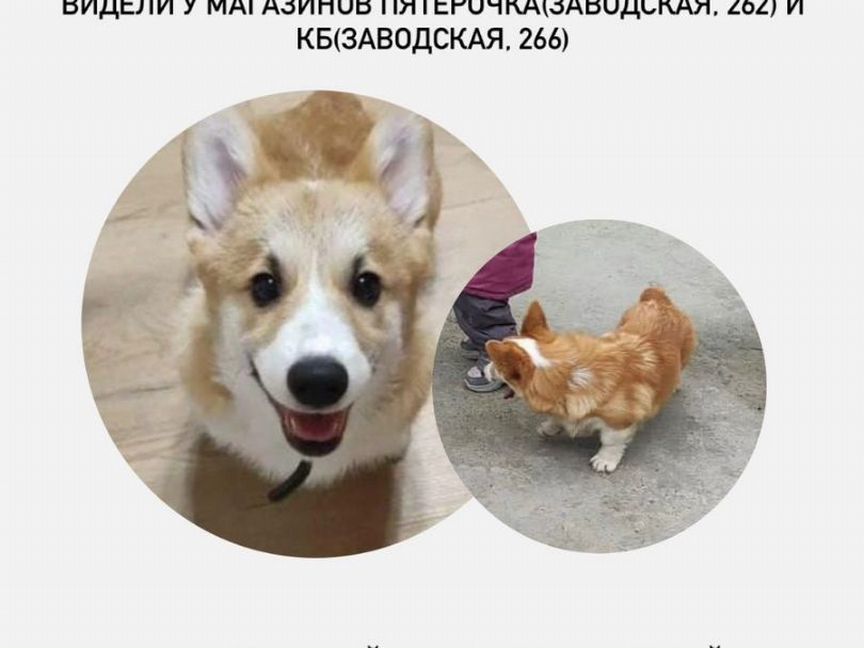 Потерялся вельш корги пемброк