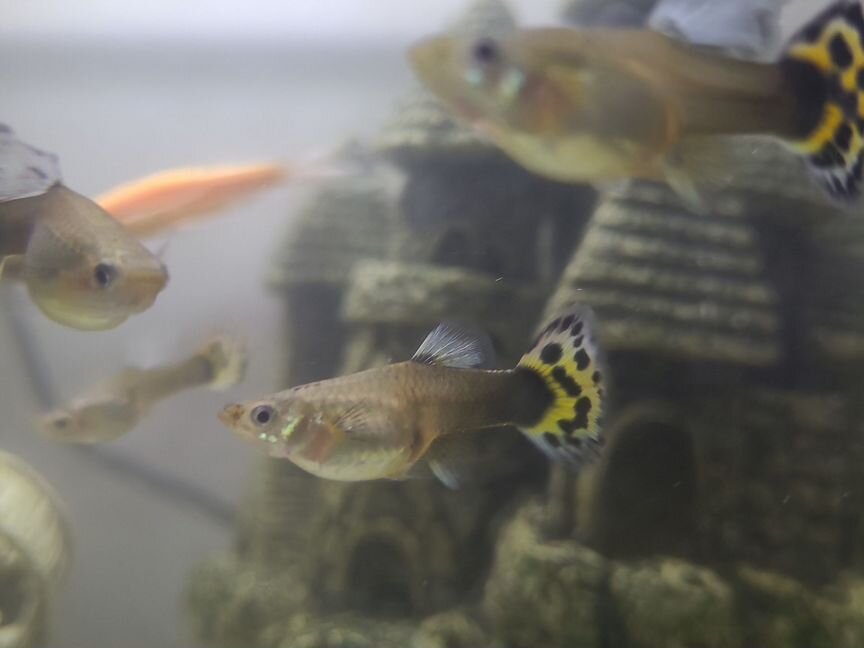 Аквариумные рыбки гуппи и одна данио