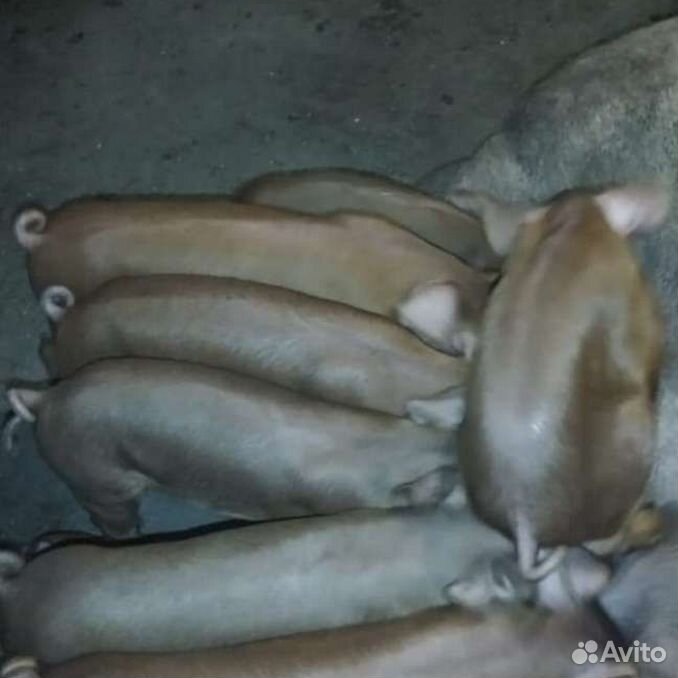 Поросенок мясистый