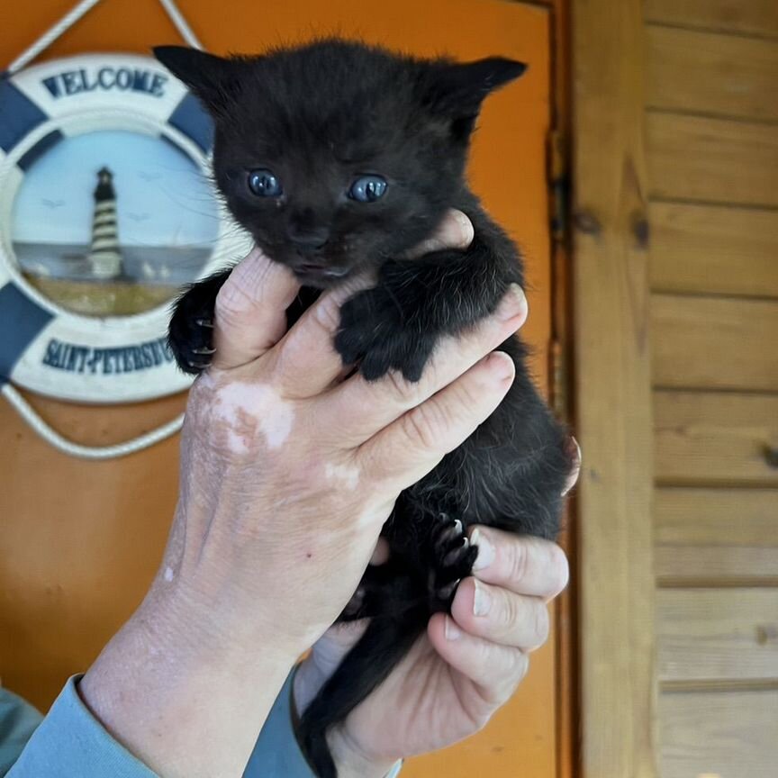 Котёнок в добрые руки