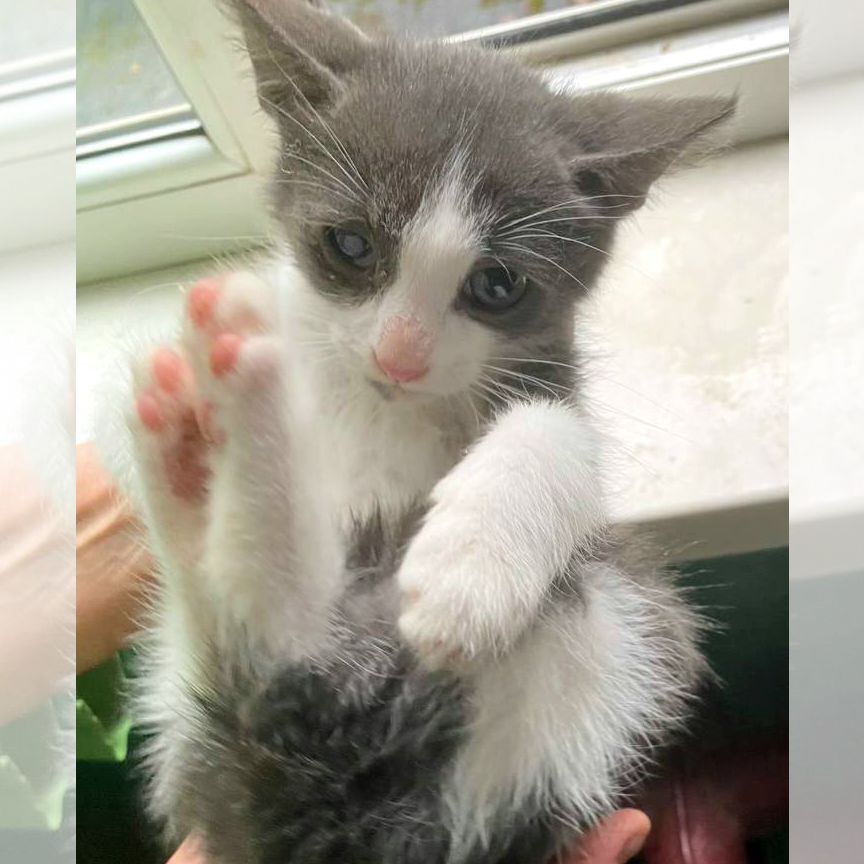 Котёнок в добрые руки