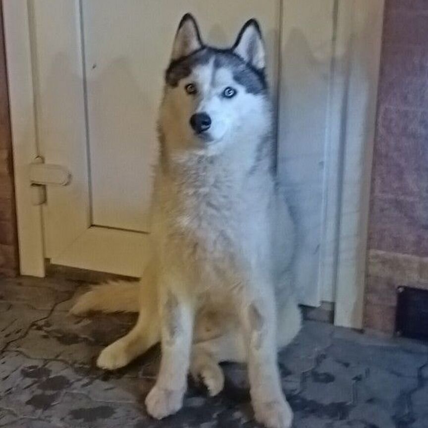 Белоснежный хаски Айсон в добрые руки