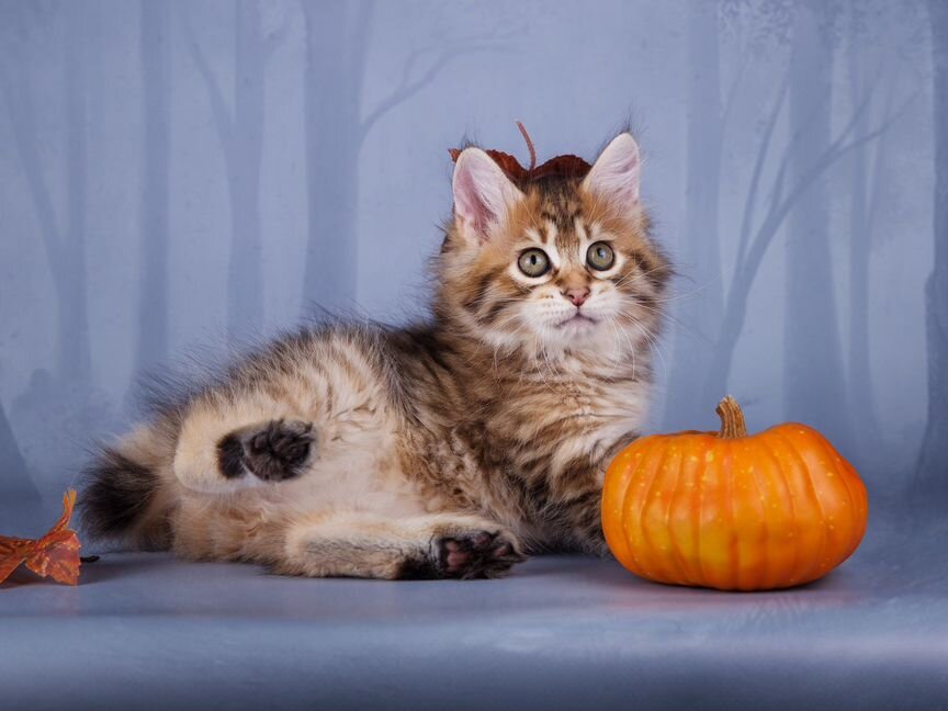 Котята