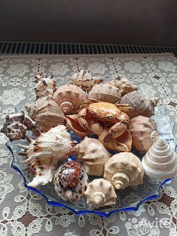 Морские ракушки+коралл+краб