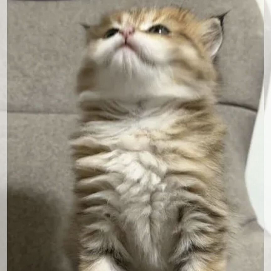 Шотландский прямоухий длинношёрстный котёнок