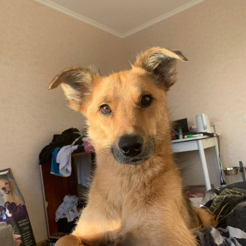 Собака в добрые руки