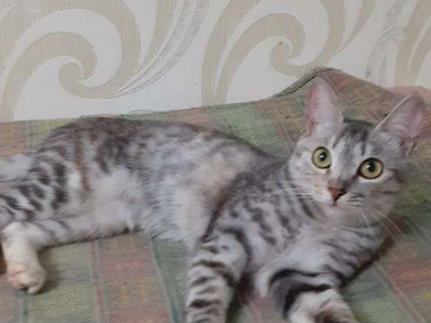 Селена котёнок