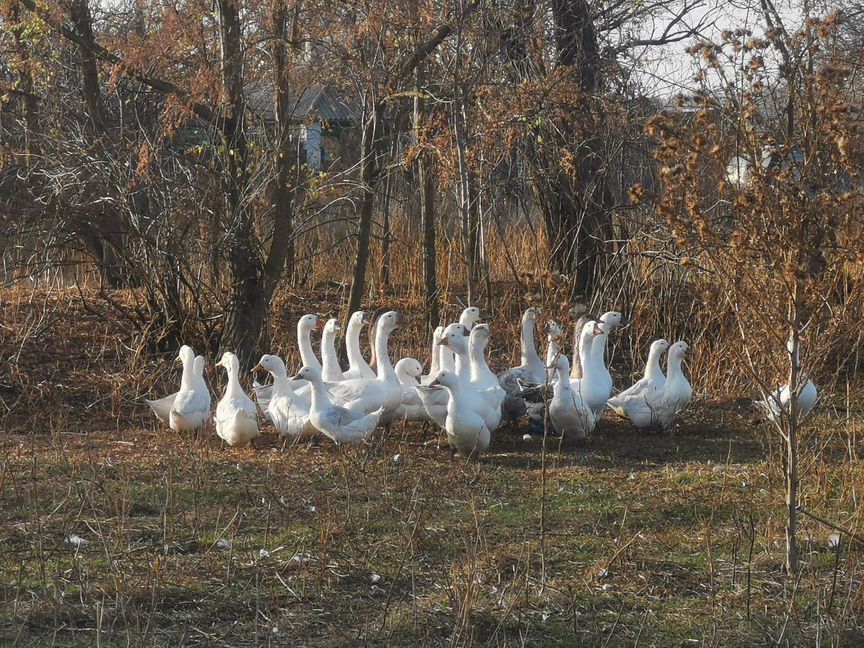 Гуси и белые утки