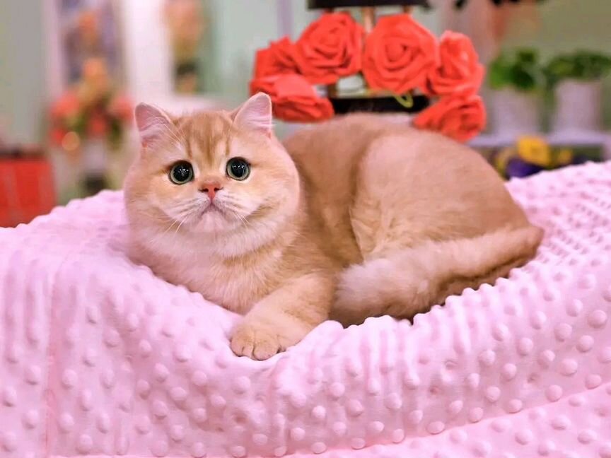Лиловое золото котик