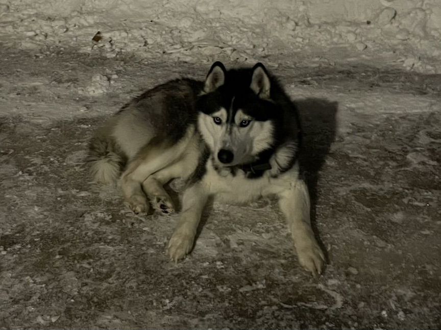 Сибирский хаски