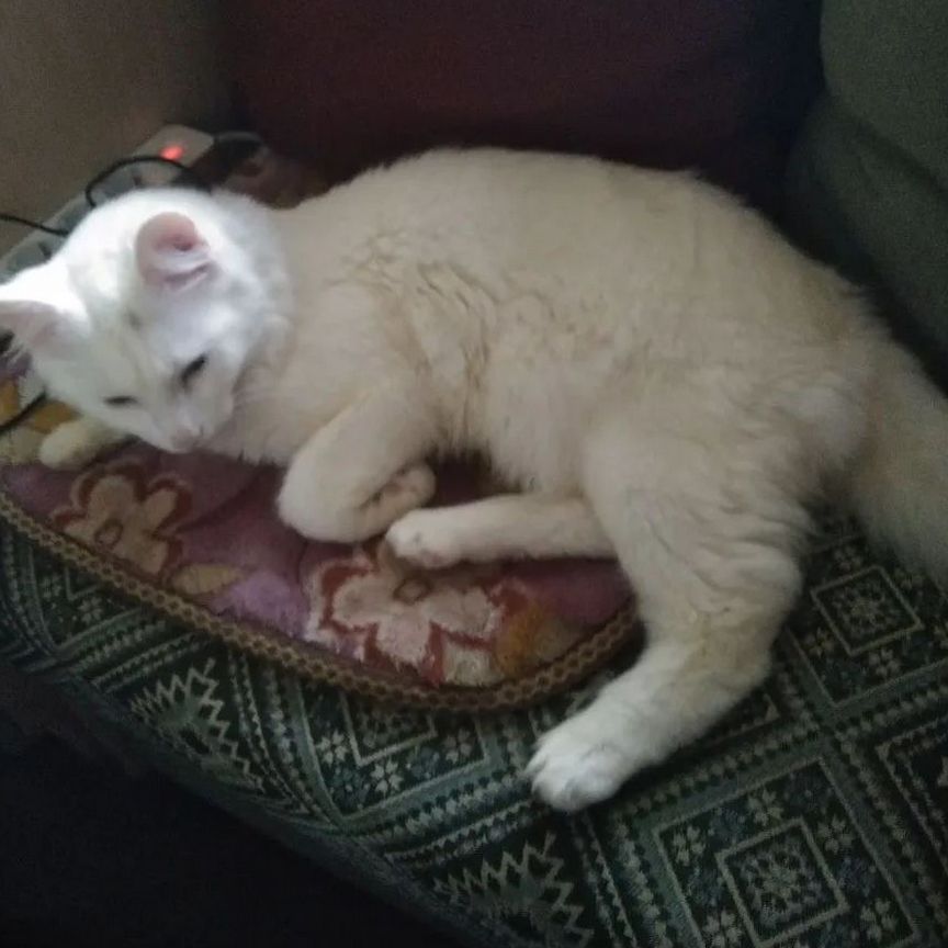 Турецкая ангора, взрослая кошка