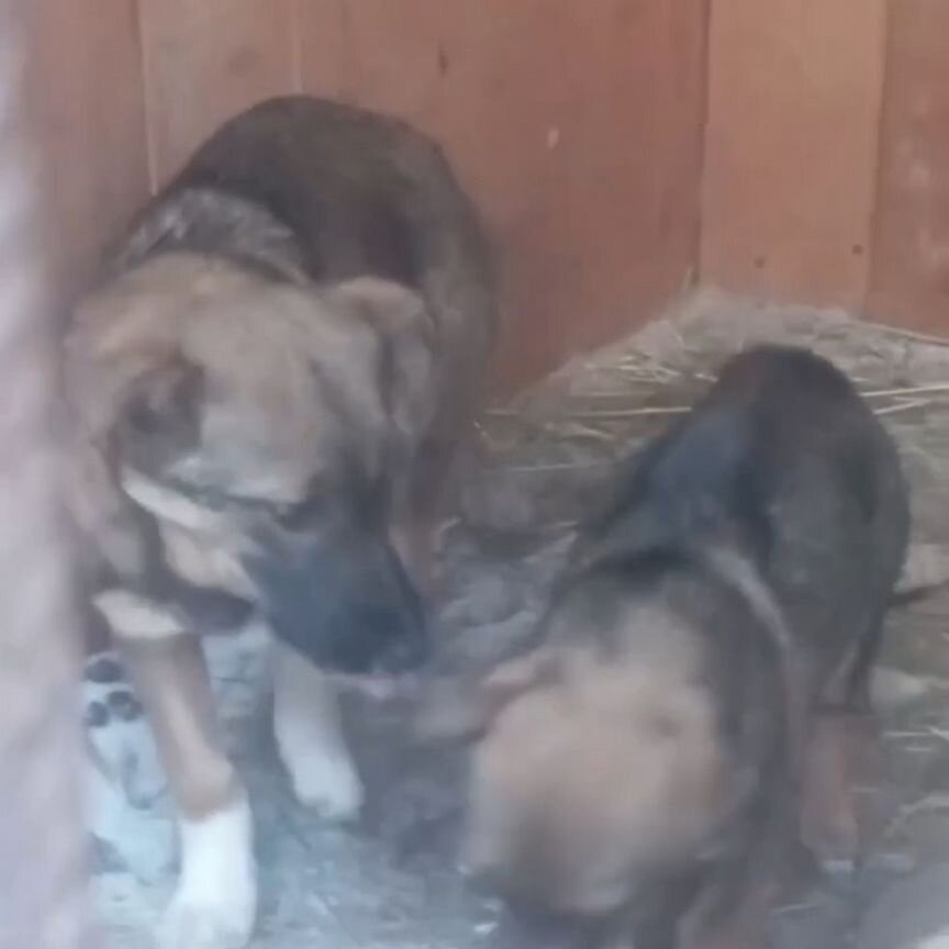 Щенок в добрые руки