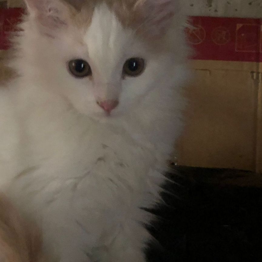 Котята ищут семью