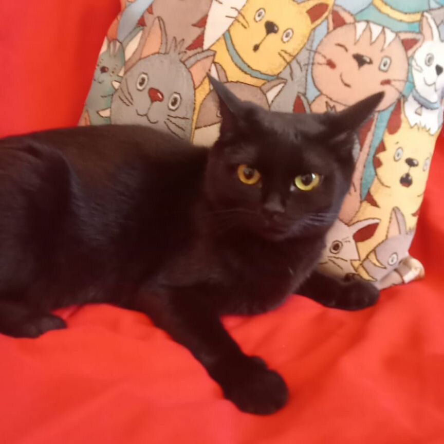 Кошка черная красотка