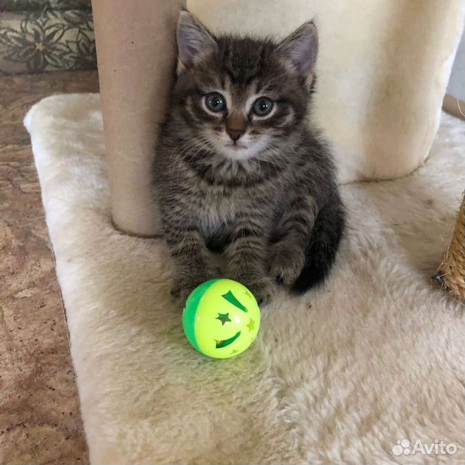 Красавцы котятки ждут свои семьи